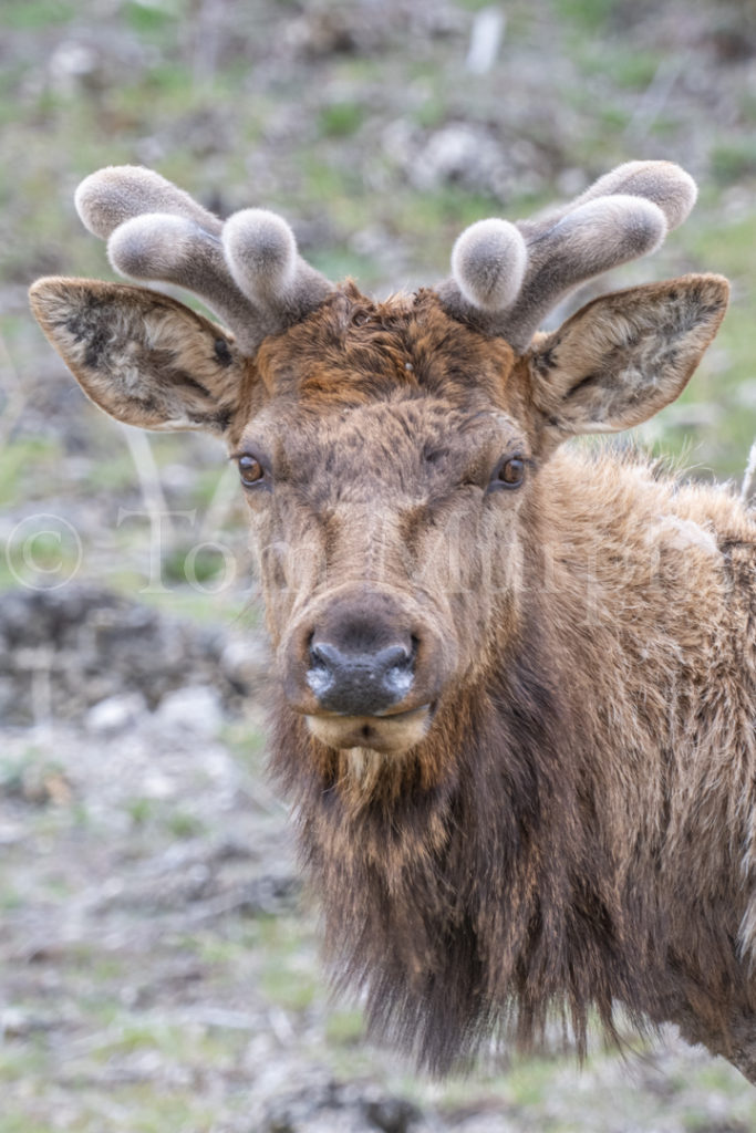 Elk Gaze – Tom Murphy Photography