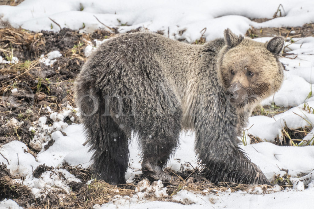 Digging For Roots in Mud and Snow – Tom Murphy Photography
