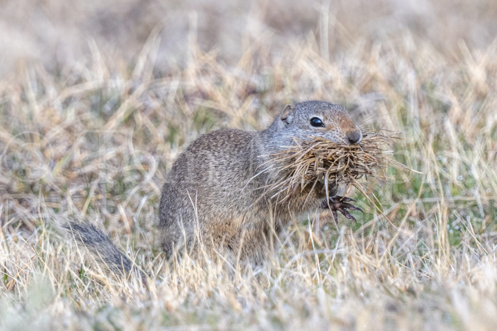 Mouth full of grass nesting material – Tom Murphy Photography