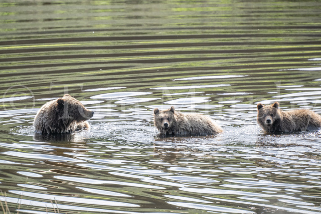 Sow and Cubs in Pond – Tom Murphy Photography