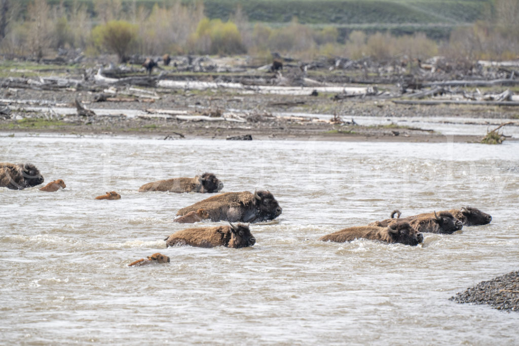 Bison Swimming – Tom Murphy Photography
