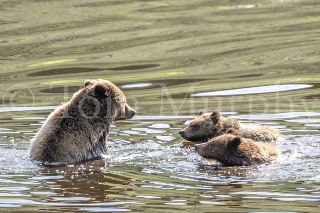 Sow and Cubs Wading in Pond – Tom Murphy Photography