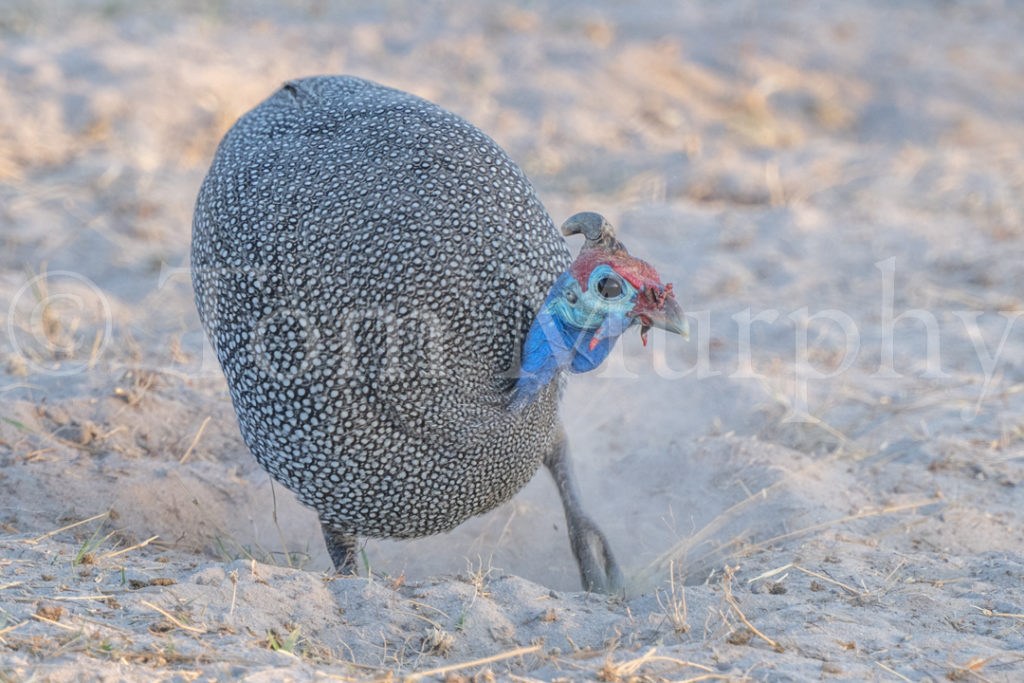 Africa – Tom Murphy Photography