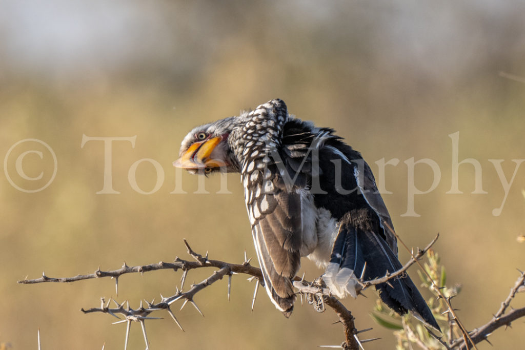 Birds – Page 2 – Tom Murphy Photography