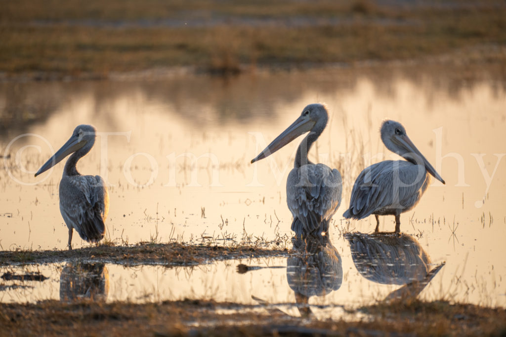 Africa – Tom Murphy Photography